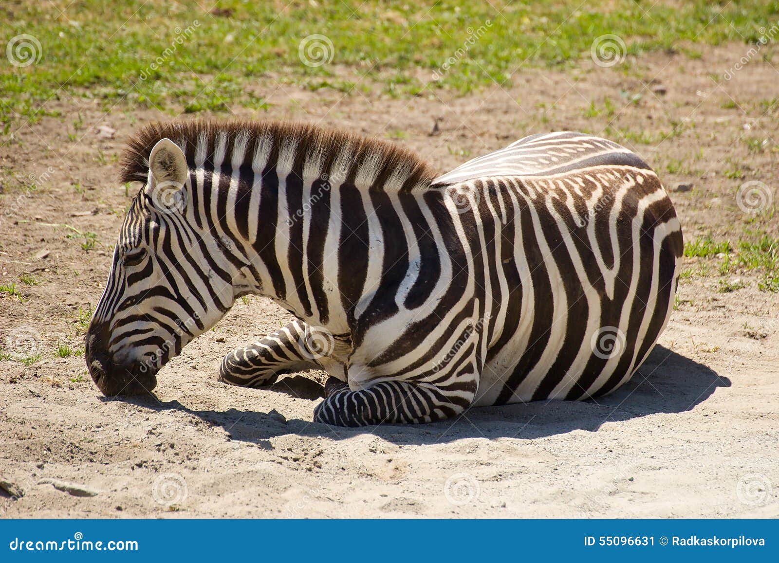 Zebra resting stock image. Image of lying, safari, basking - 55096631