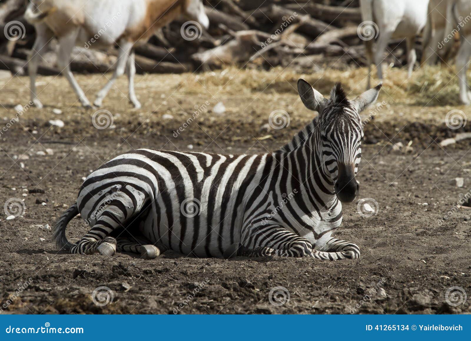 Zebra resting stock photo. Image of sand, stripes, herbivore - 41265134
