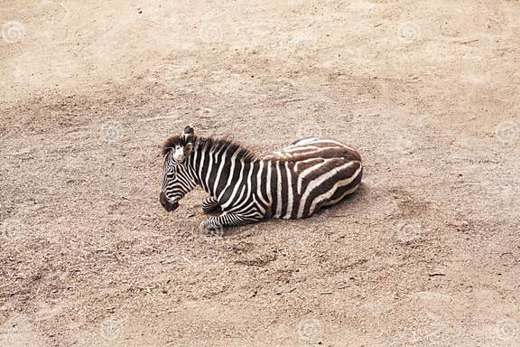 Zebra Resting in Sand. Shot from Above Stock Image - Image of black ...