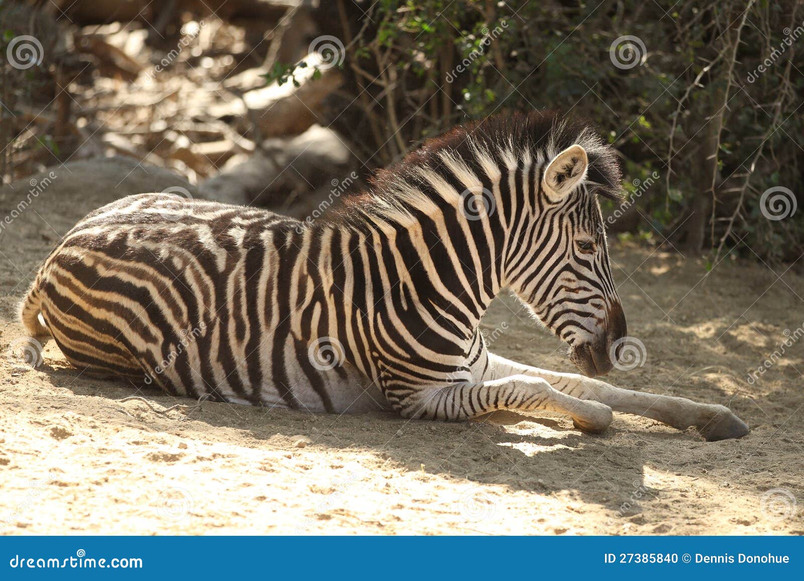 Zebra resting in shade stock photo. Image of stripes - 27385840