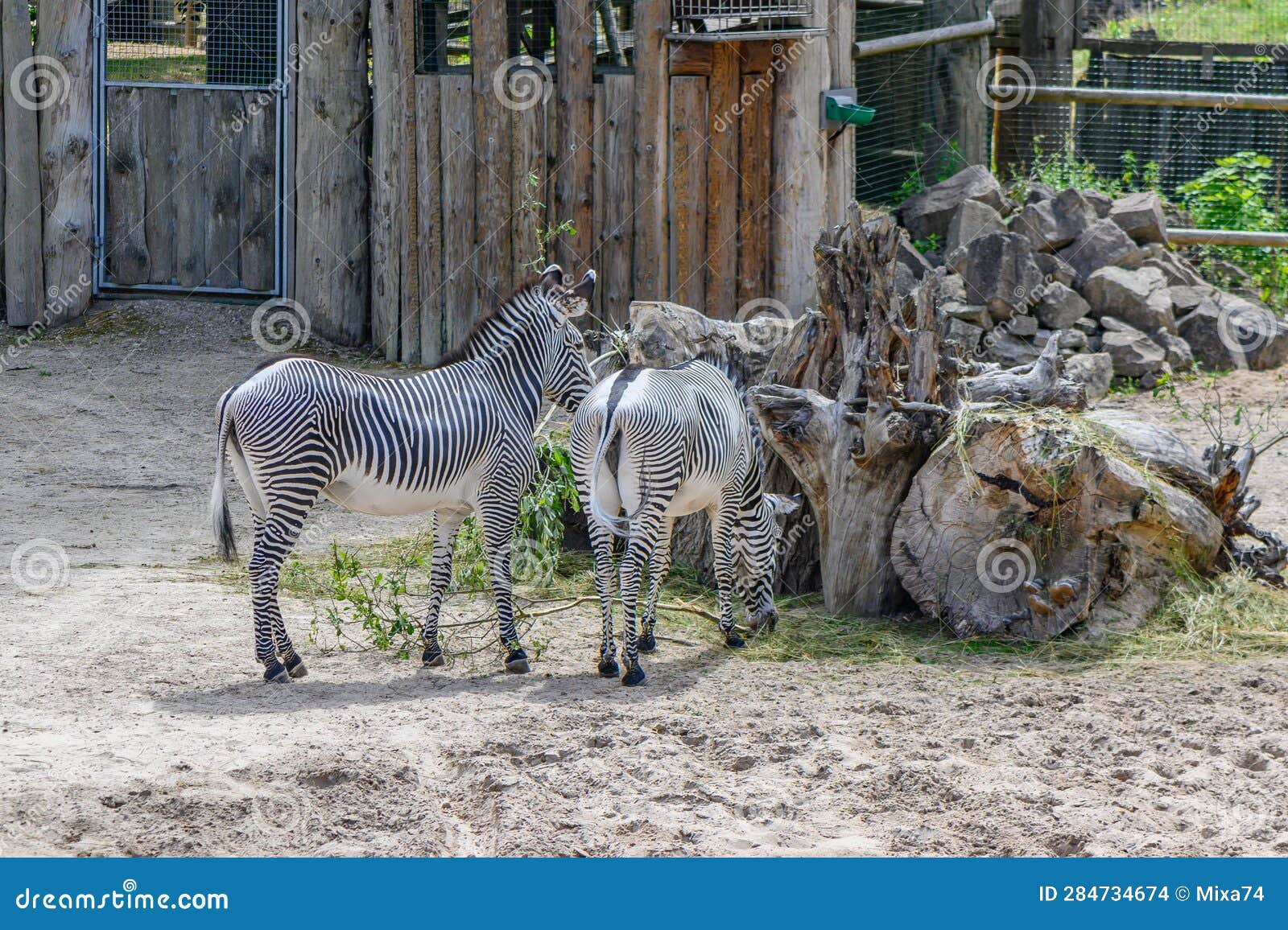 Zebra in the Riga Zoo in Summer 1 Stock Photo - Image of safari ...