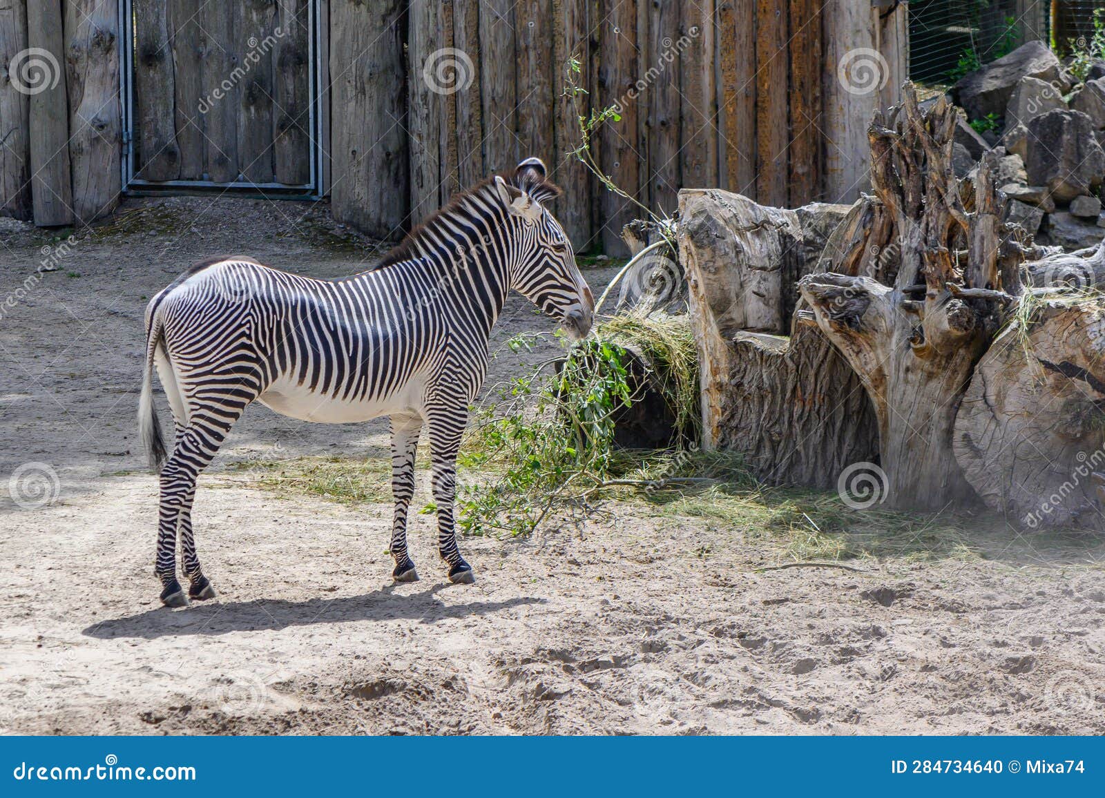 Zebra in the Riga Zoo in Summer 3 Stock Photo - Image of animal, park ...