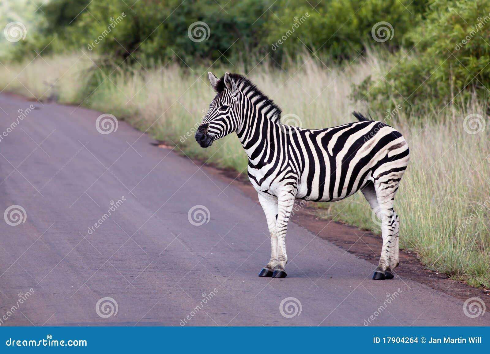 Zebra on road stock photo. Image of staring, striped - 17904264