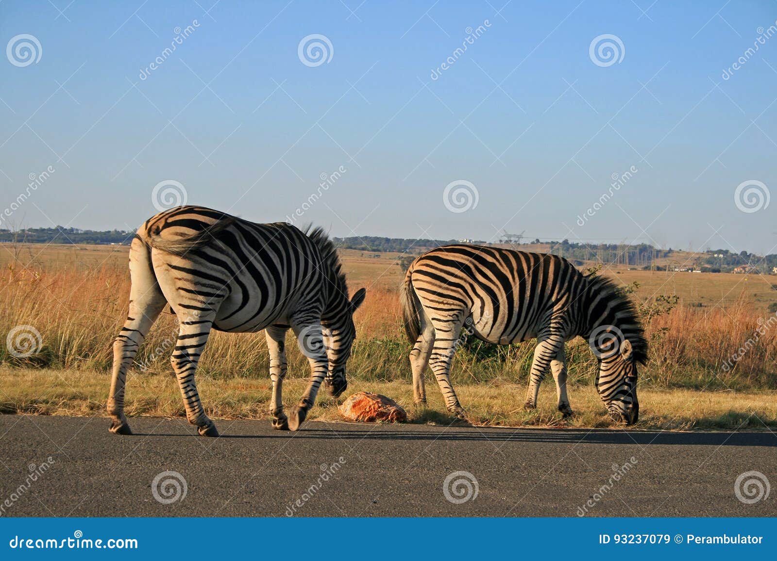 ZEBRA on the ROAD stock image. Image of banded, park - 93237079