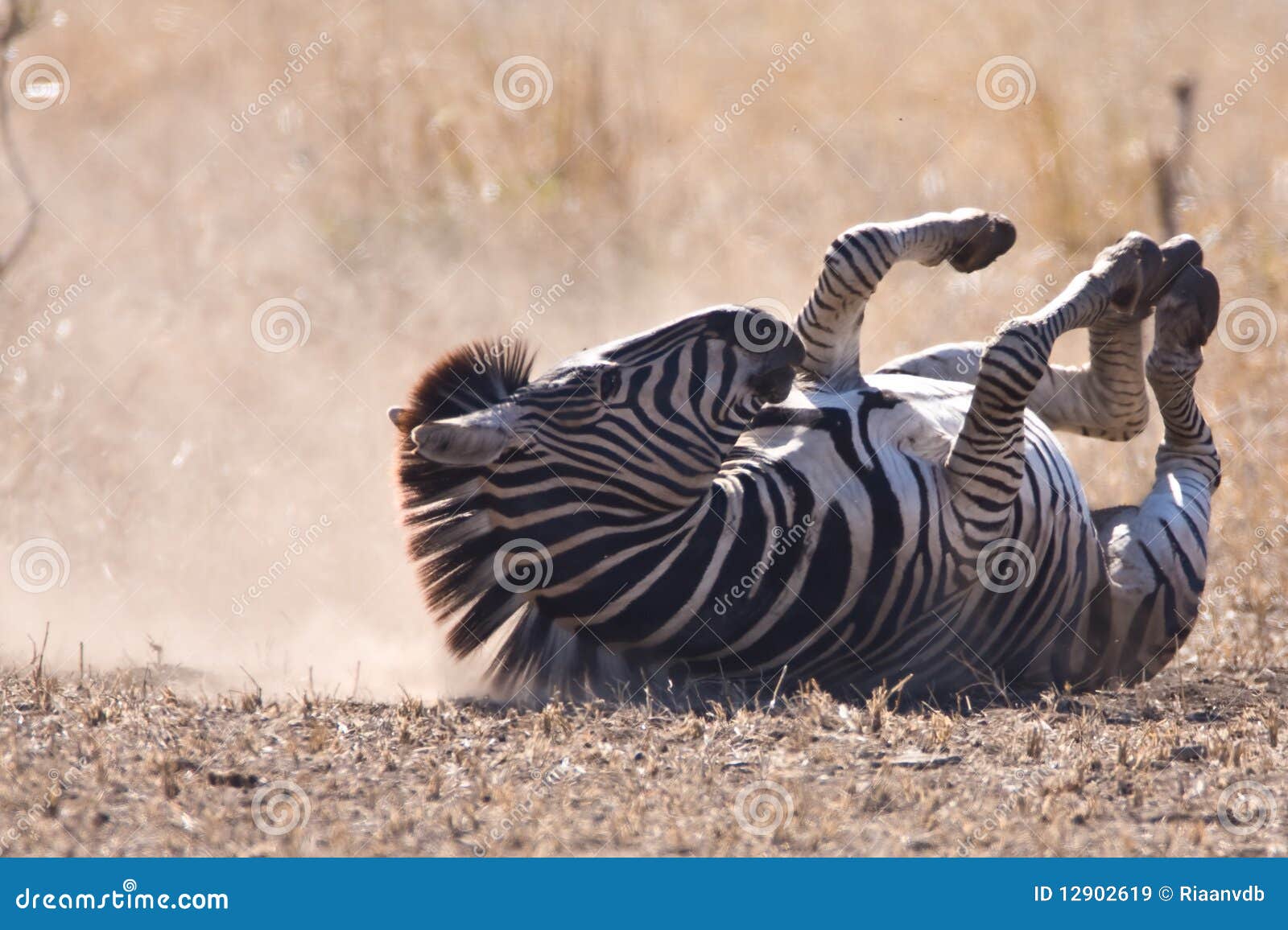 Zebra Roll stock image. Image of animals, mammal, fauna - 12902619