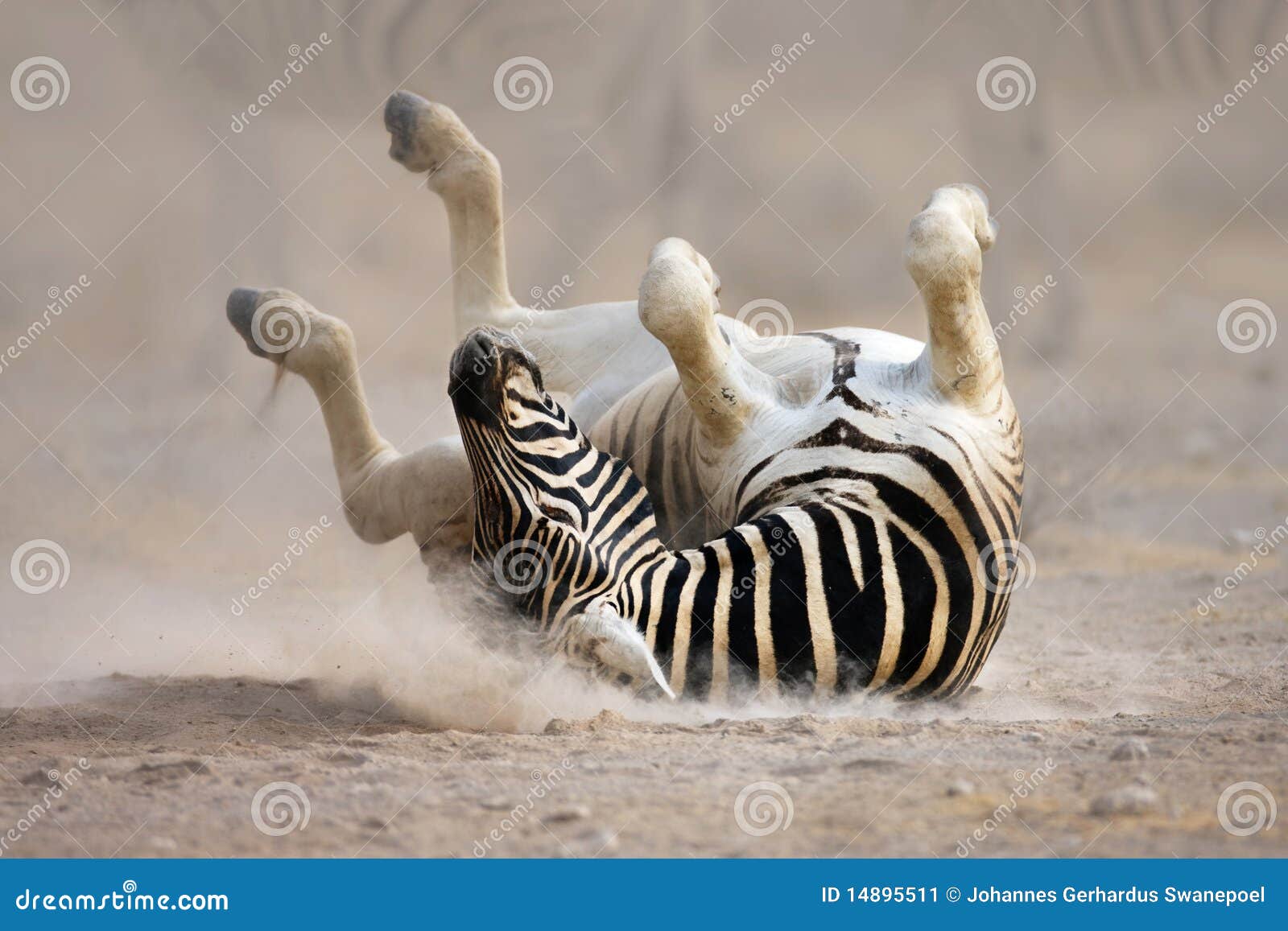 Zebra rolling stock image. Image of soil, rest, mammal - 14895511