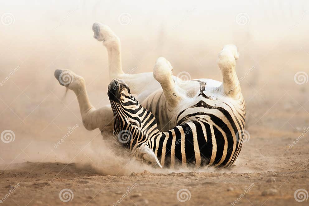 Zebra rolling stock image. Image of morning, rolling - 15861547