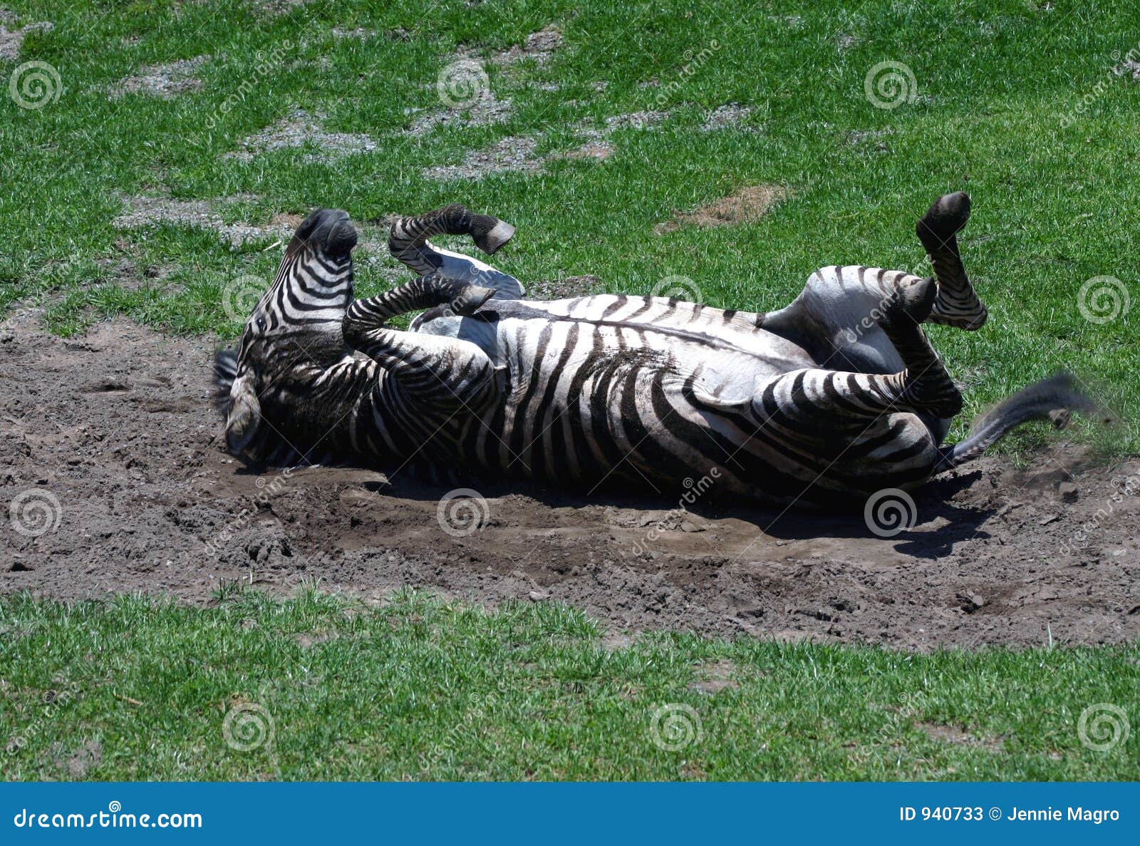 Zebra Rolling Picture. Image: 940733