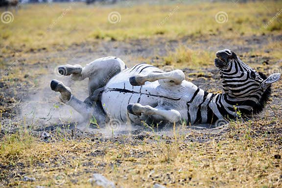 Zebra Rolling Around on the Ground Stock Image - Image of wildlife ...