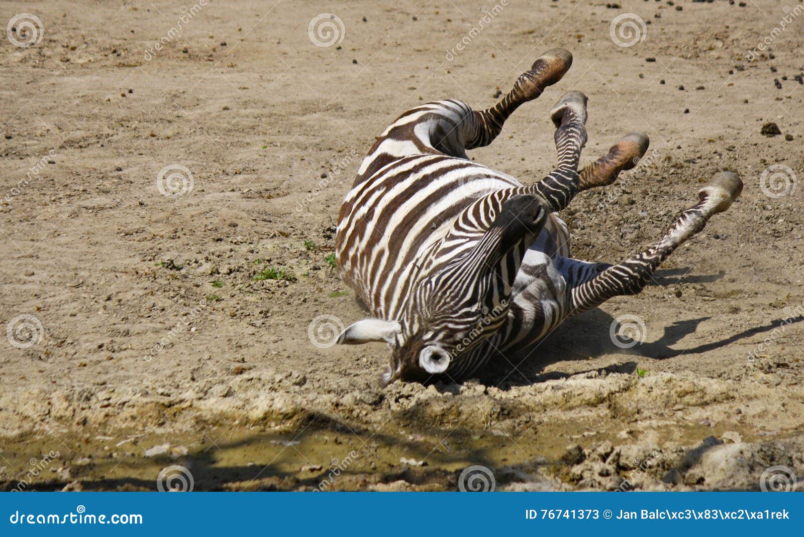 Zebra stock image. Image of enviroment, landscape, equus - 76741373