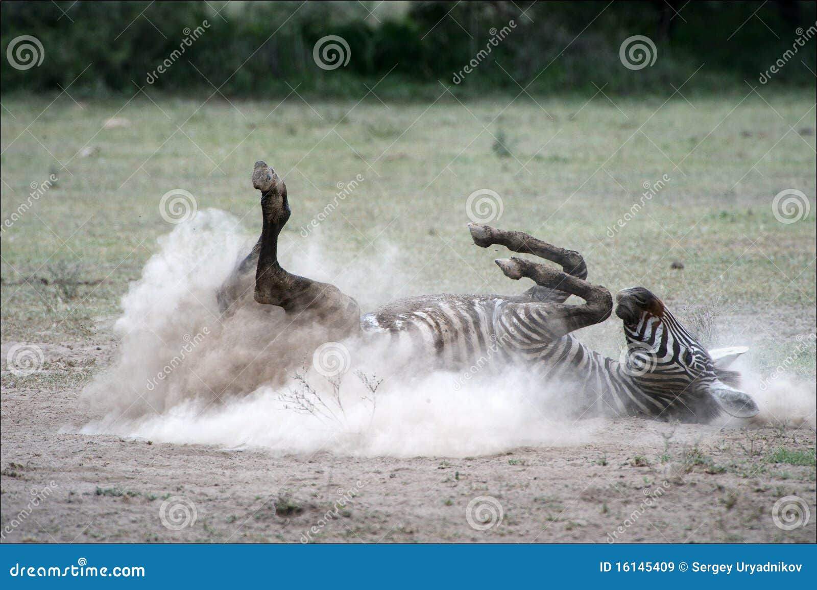 ZEBRA ROLLING in the DUST stock image. Image of burchelli - 16145409