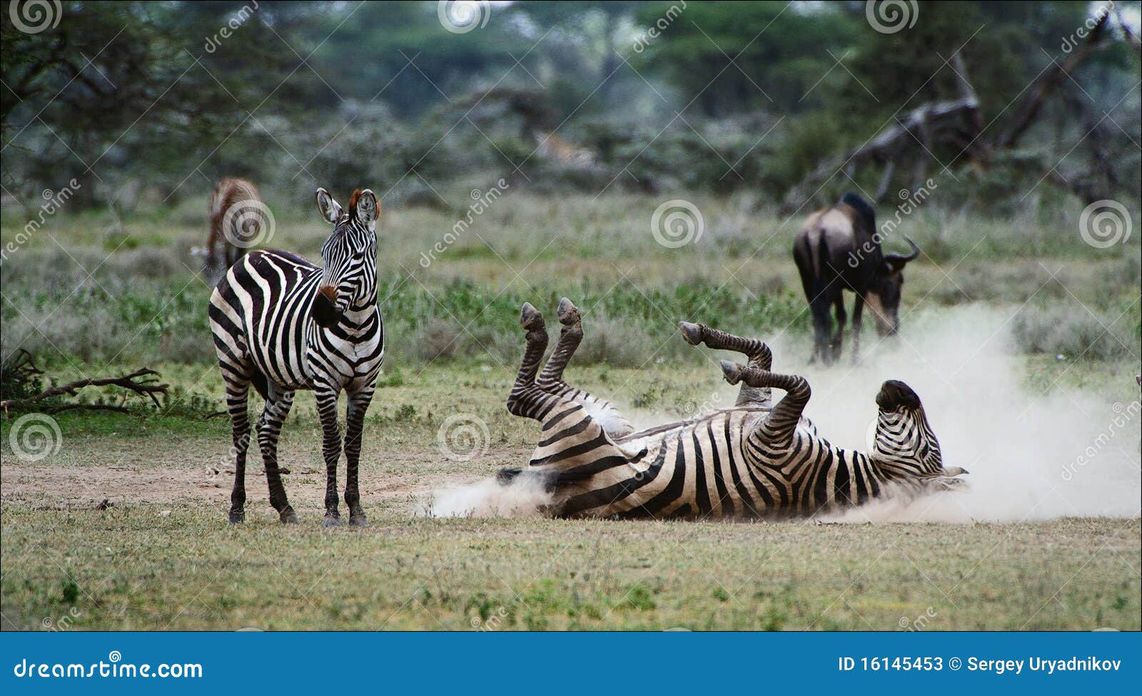 Zebra rolling in the dust. stock image. Image of herbivore - 16145453