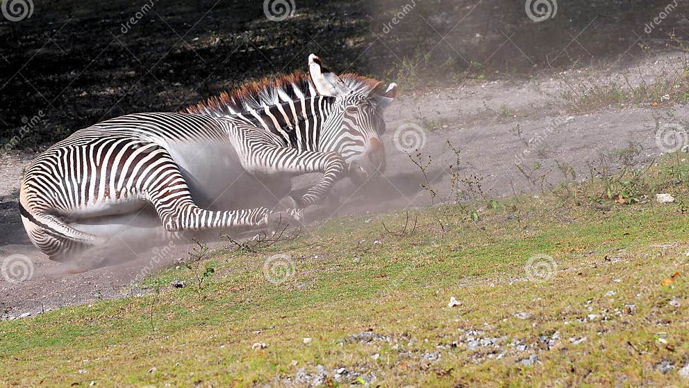 Zebra Rolling in the Dust stock image. Image of creatures - 23584969
