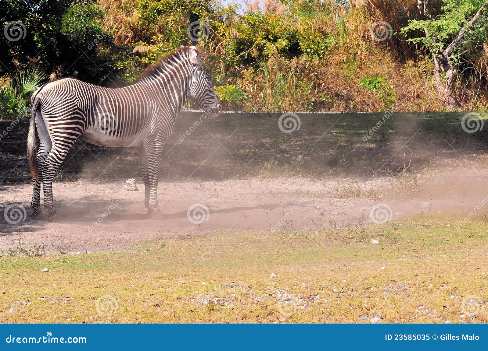 Zebra after Rolling in the Dust Stock Image - Image of south, creature ...