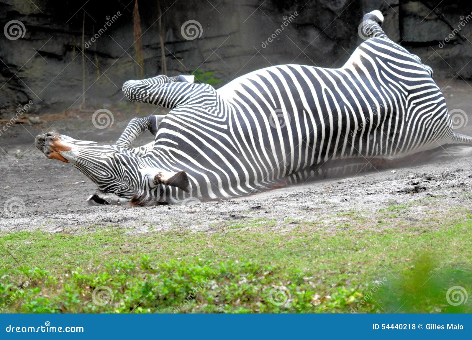 Zebra rolling in dust stock photo. Image of dusty, wildlife - 54440218