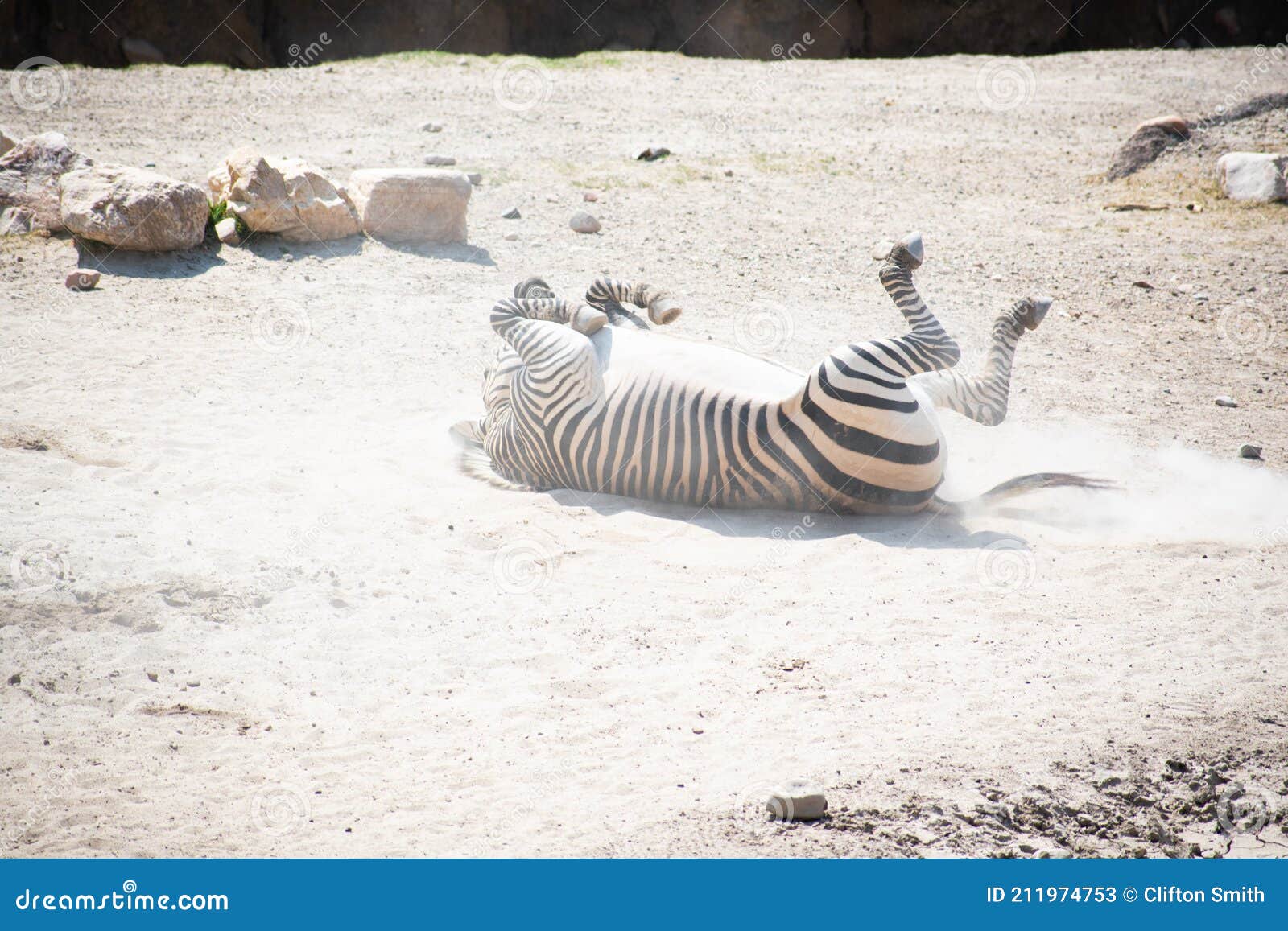 Zebra rolling in a zoo stock image. Image of mane, enclosure - 211974753