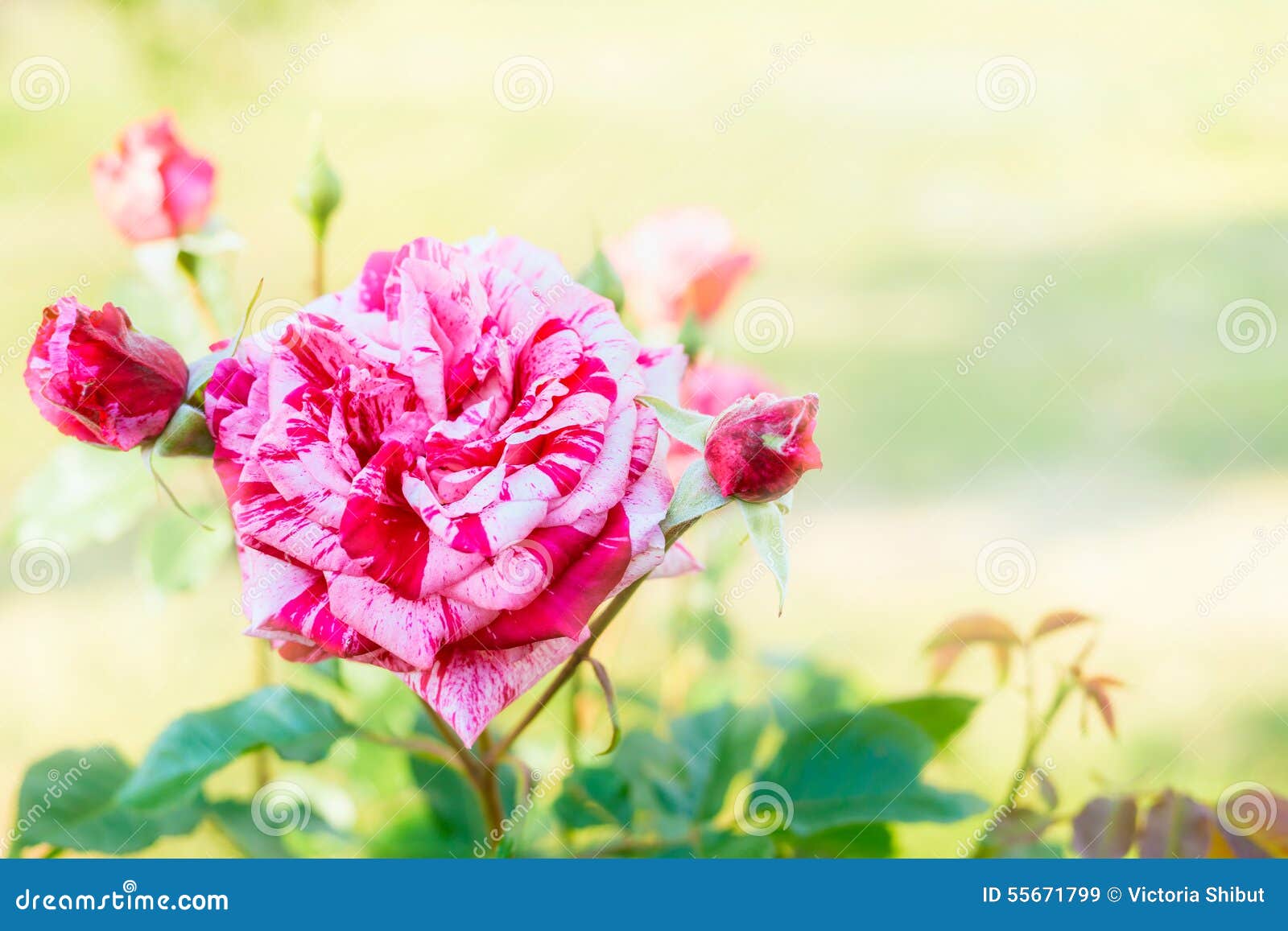 Zebra Rose in Summer Garden, Close Up Stock Image - Image of closeup ...