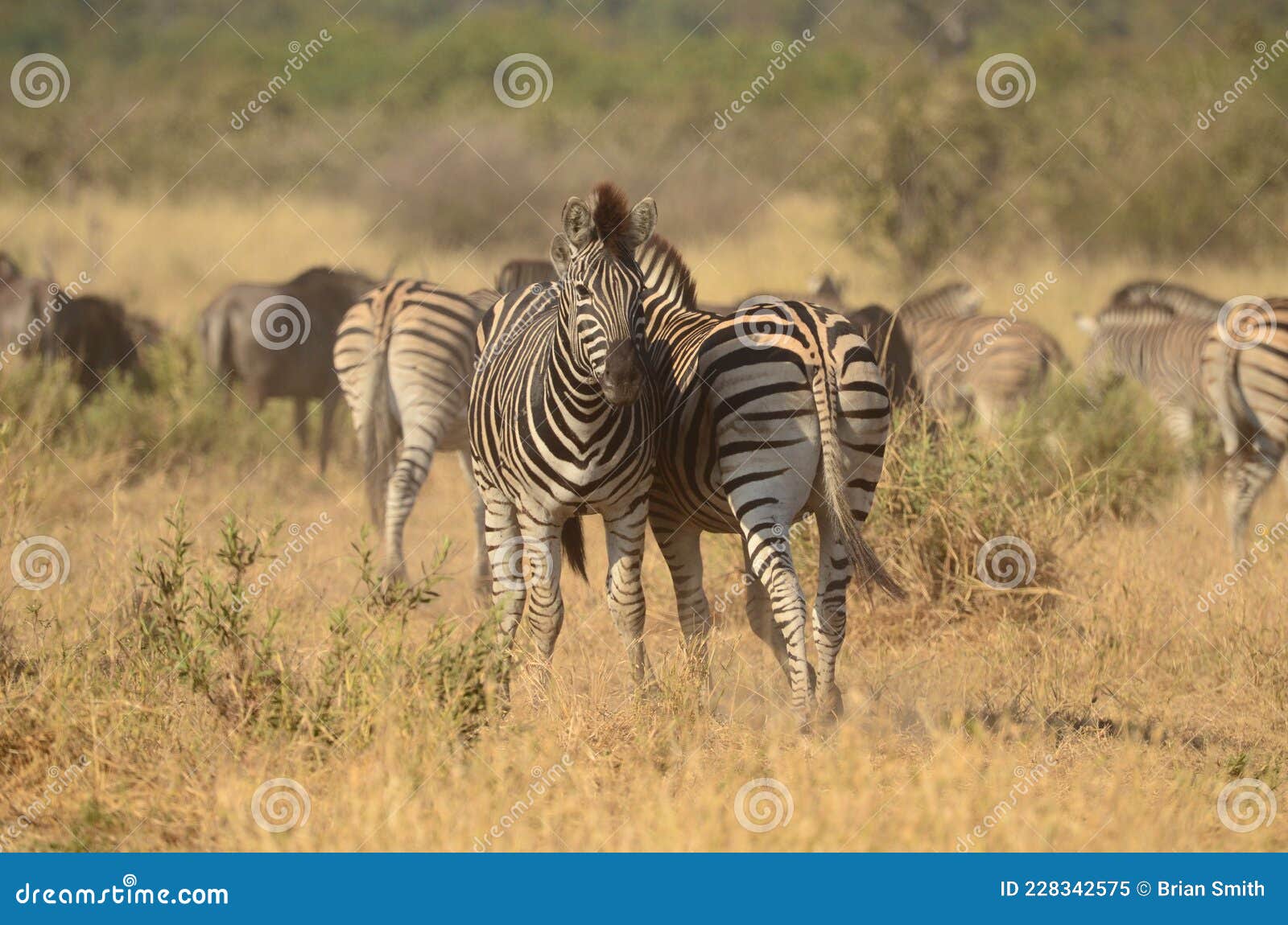 The Zebra Rub stock image. Image of itches, animals - 228342575