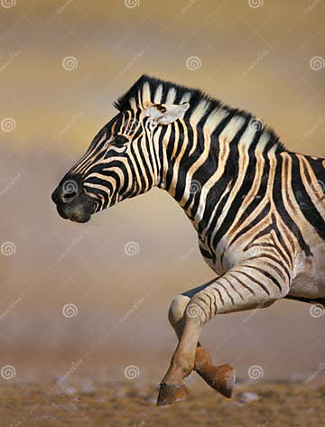 Zebra running stock image. Image of equus, behavior, movement - 15215993