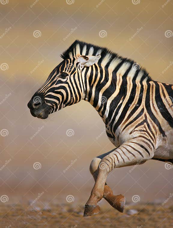 Zebra running stock image. Image of equus, behavior, movement - 15215993