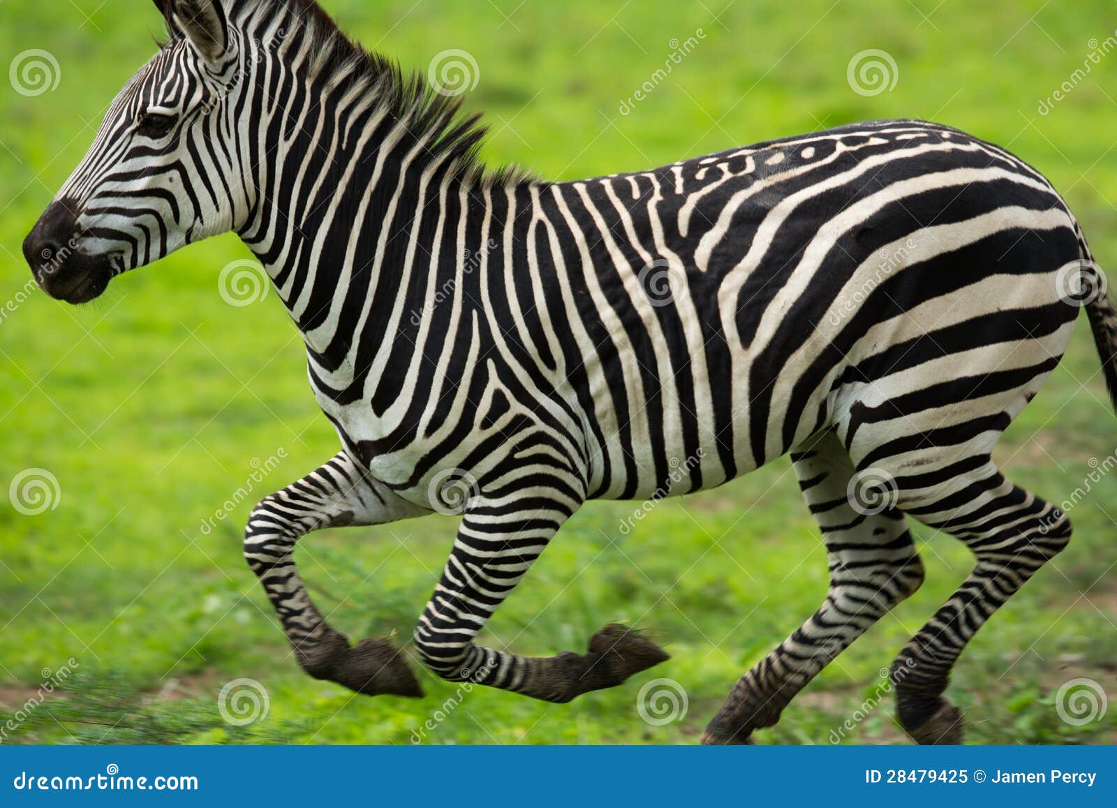 Zebra running stock image. Image of wild, horses, savannah - 28479425