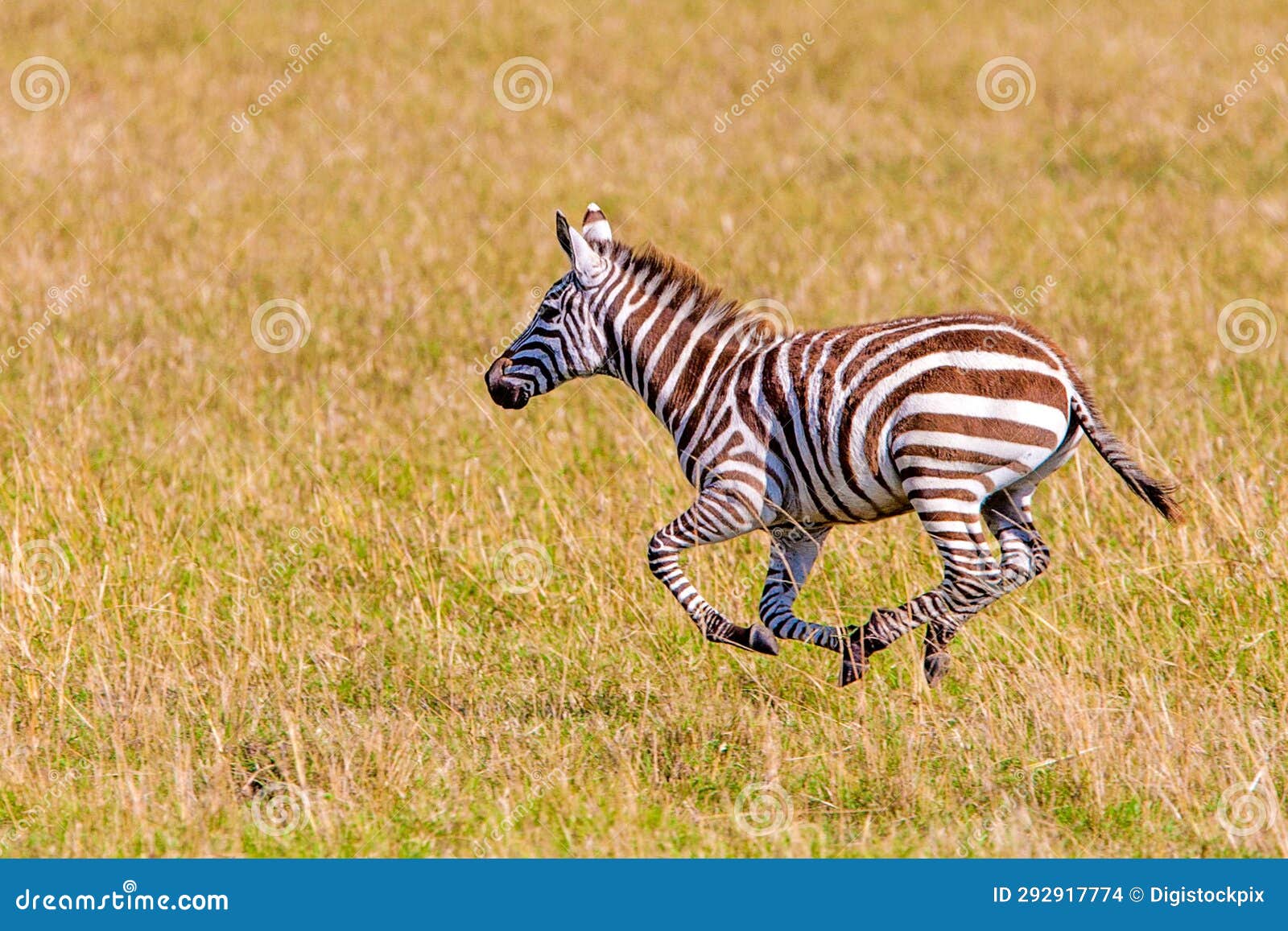 Zebra running stock photo. Image of horse, grassland - 292917774