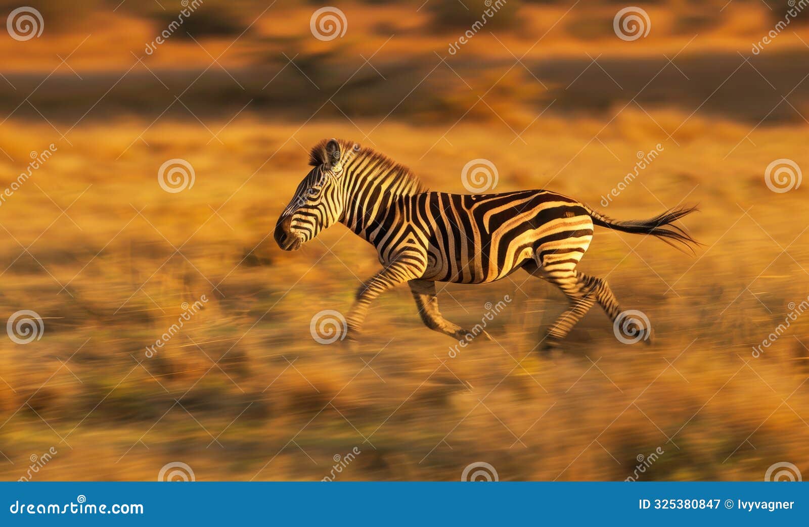 Zebra Running Across the Plains, Dynamic Movement Stock Illustration ...