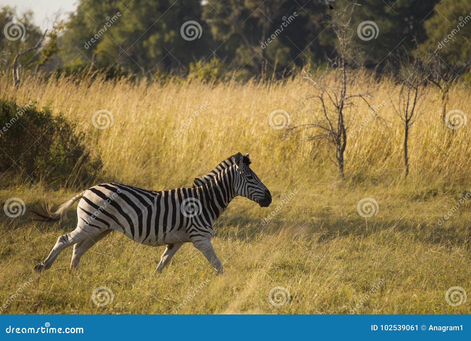Zebra running stock image. Image of plain, nature, zebra - 102539061