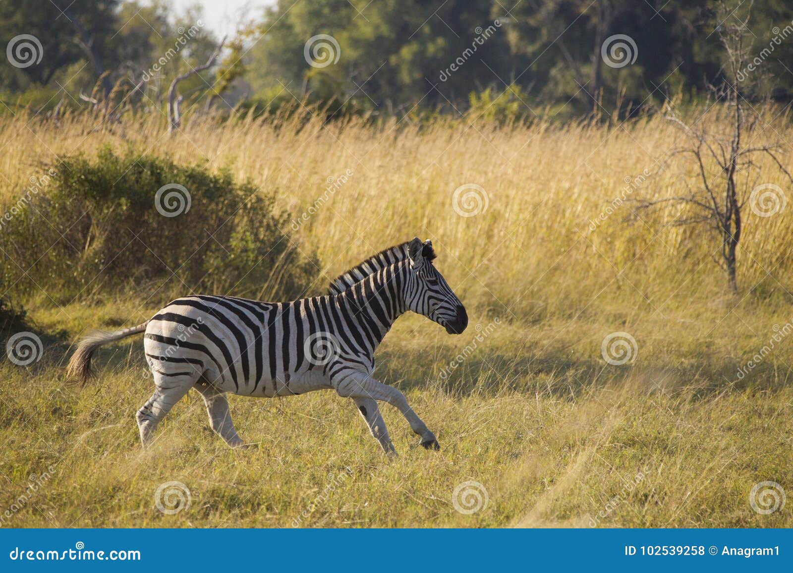 Zebra running stock photo. Image of plains, running - 102539258