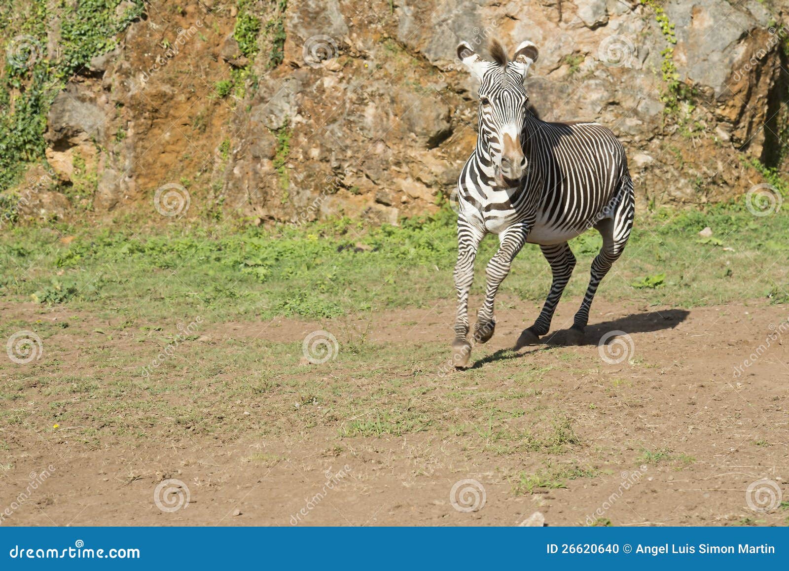 Zebra running free stock photo. Image of fauna, black - 26620640