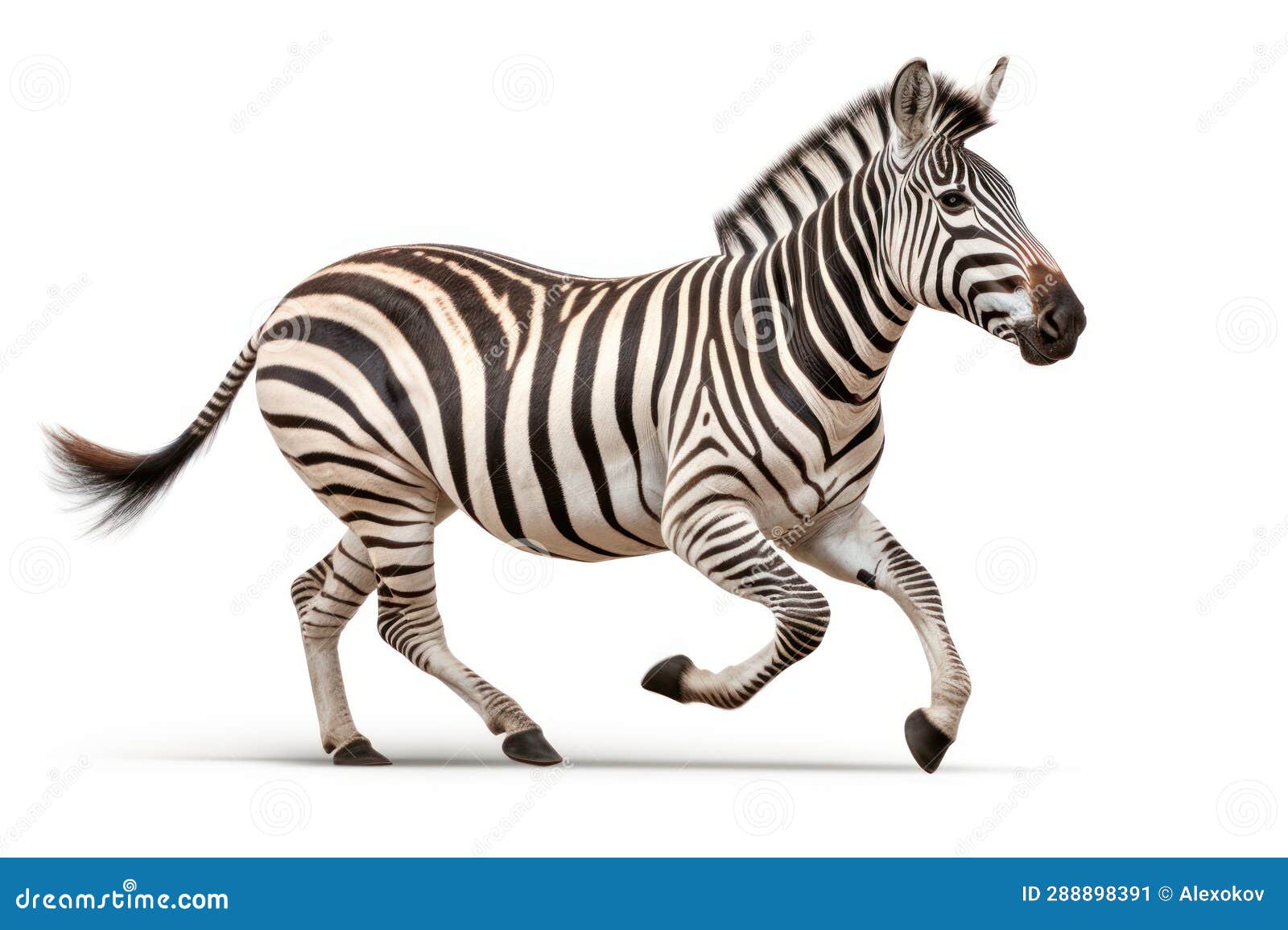 Zebra Running in Isolation AI Generated Stock Illustration ...