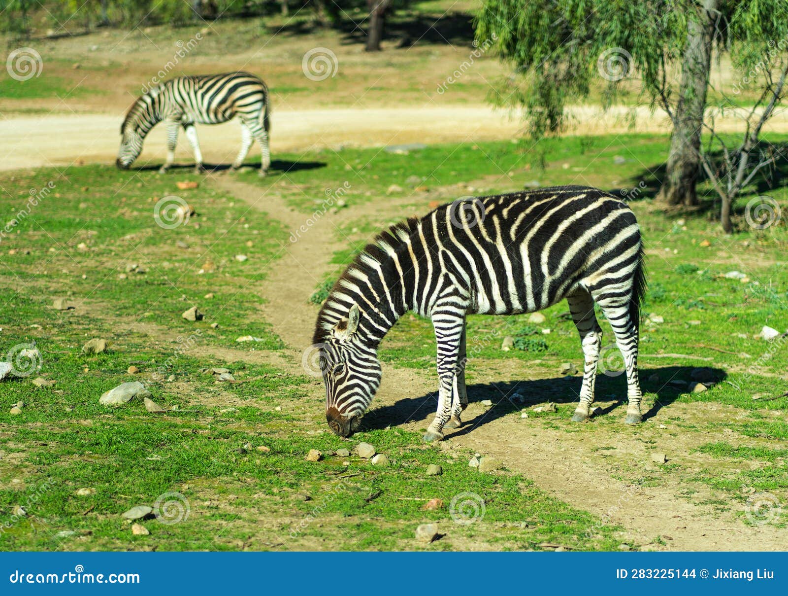 Zebra running and jumping stock photo. Image of vegetation - 283225144