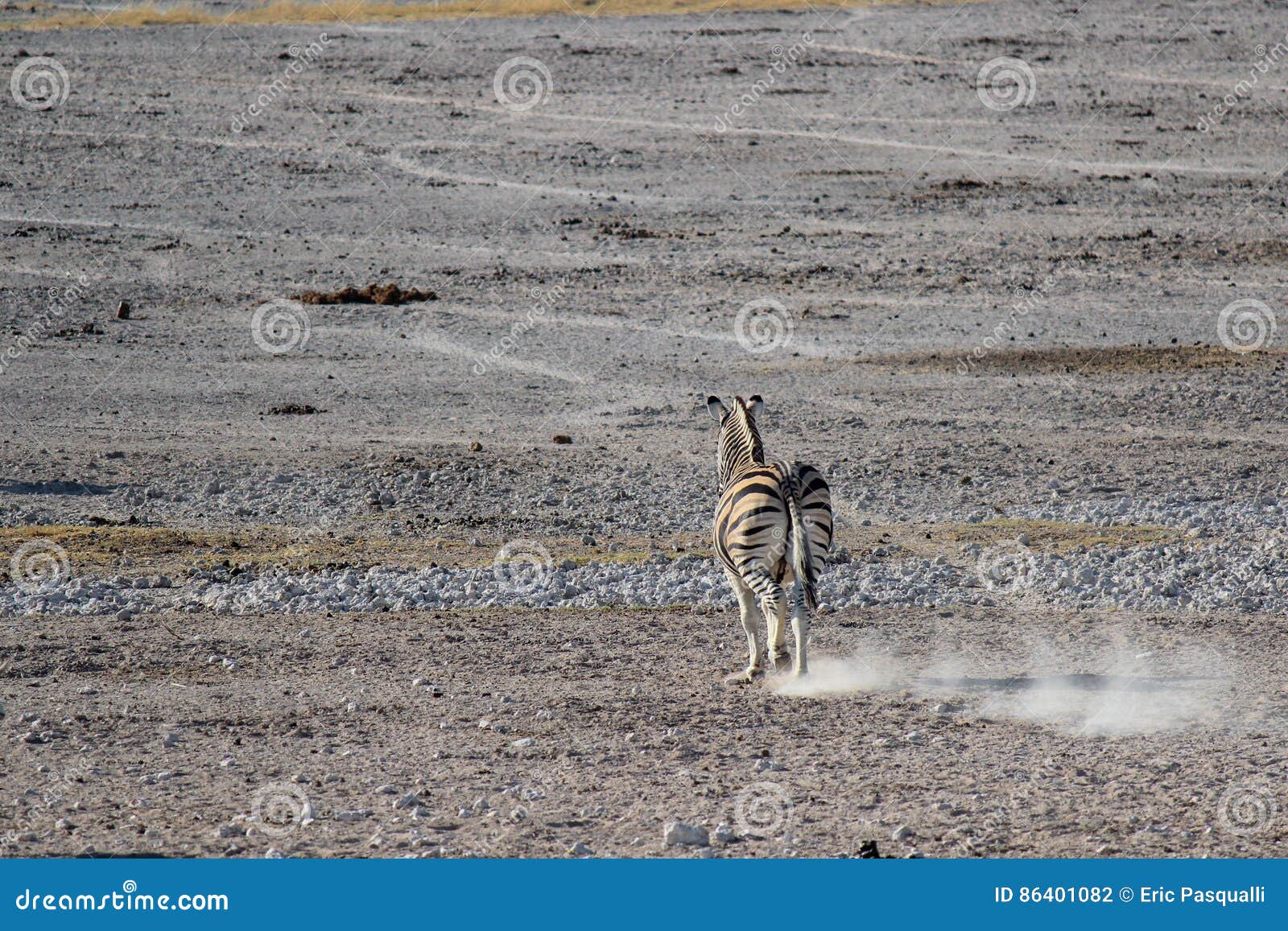 Zebra Running and Making the Dust Fly Etosha National Park Stock Photo ...