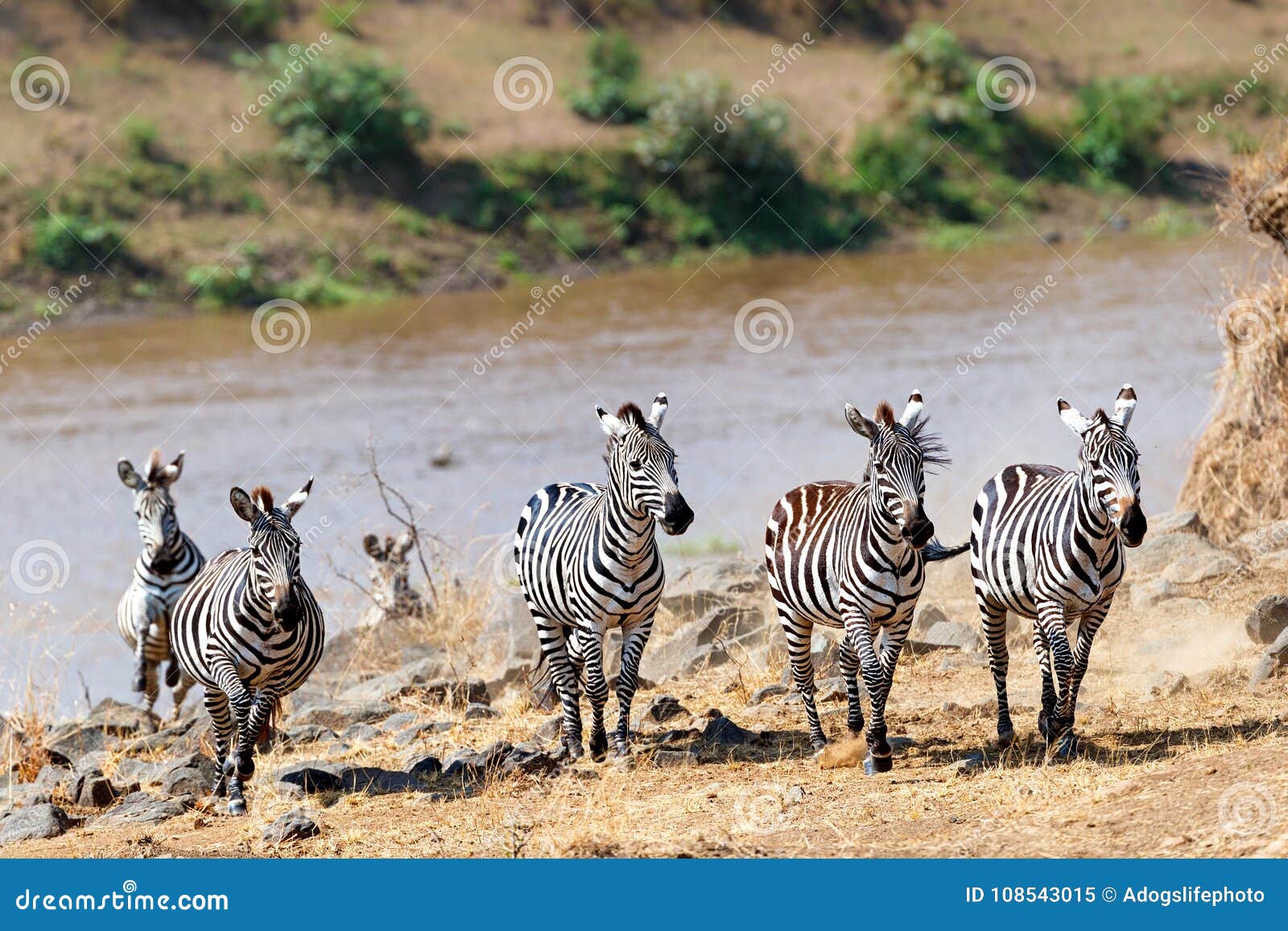 Zebra Running Scared From Lions Stock Photography | CartoonDealer.com ...