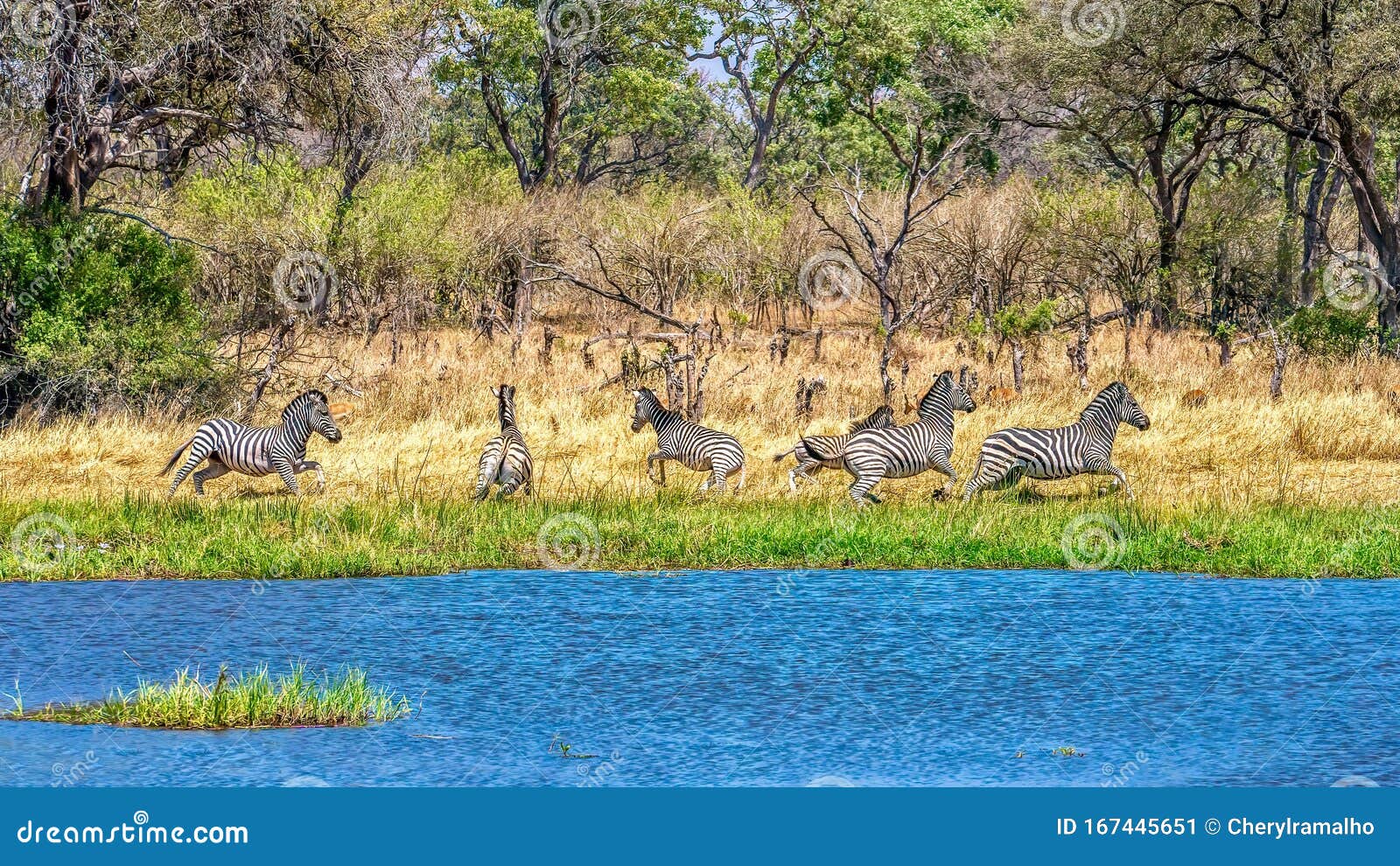 Zebras Running From Predator