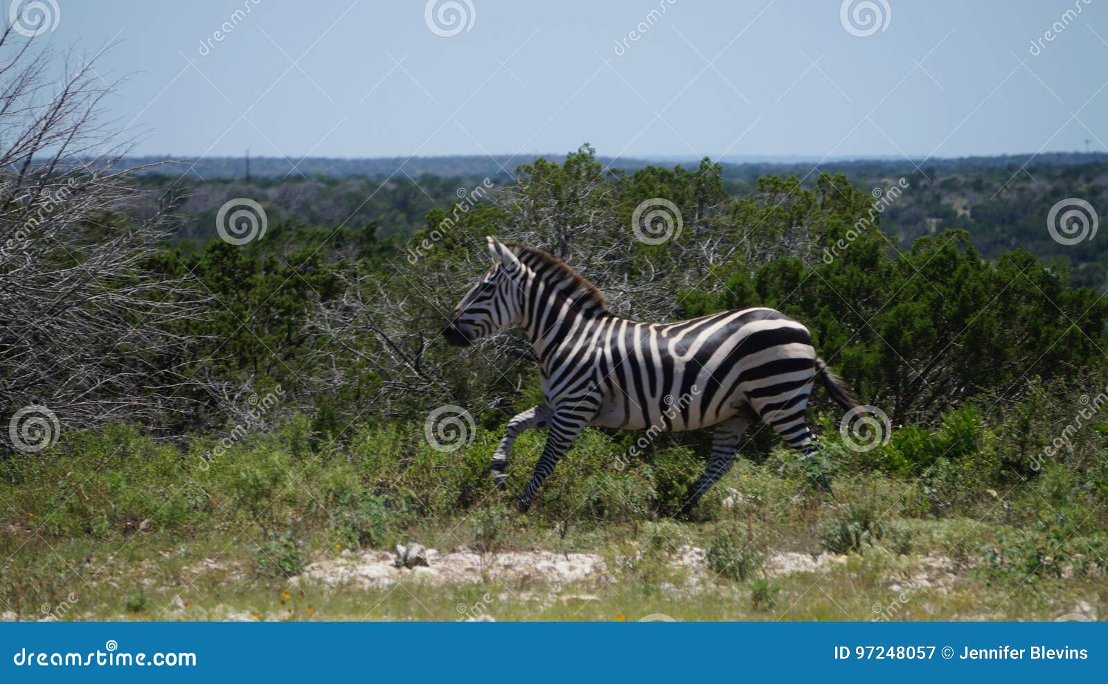 Zebra Running stock image. Image of grass, stripes, black - 97248057
