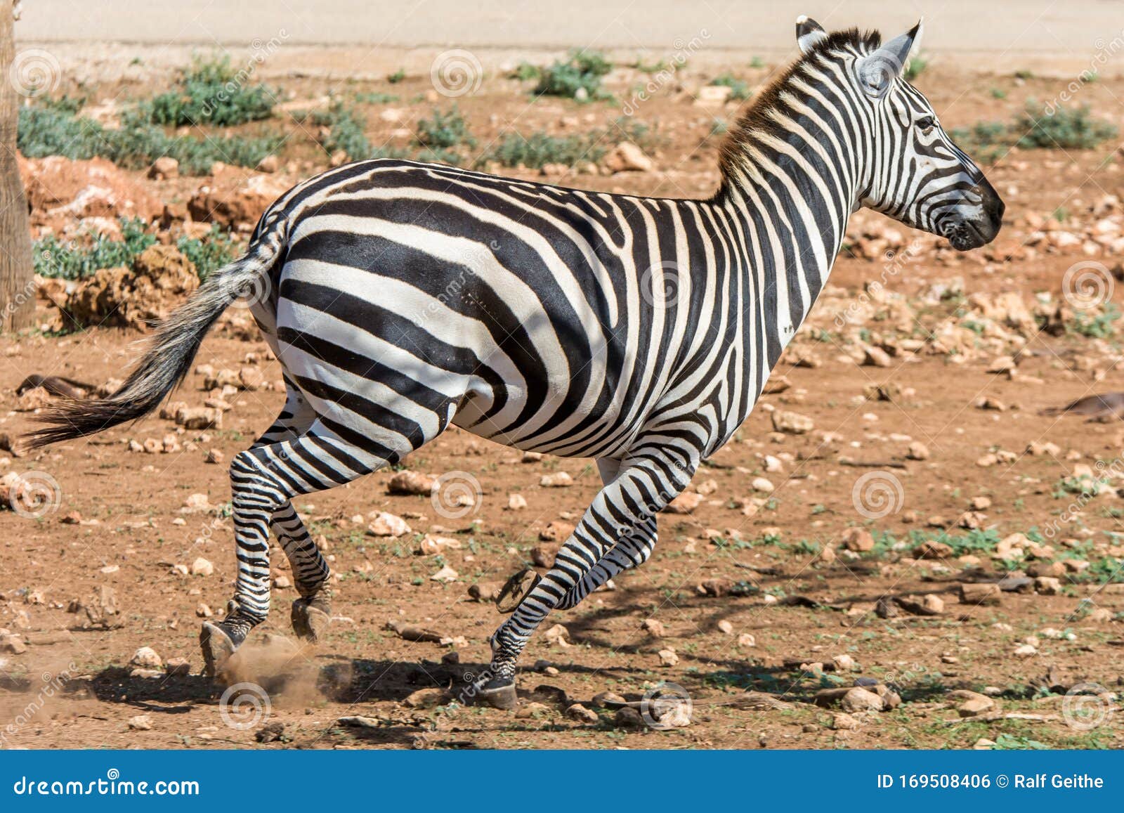 Zebra Runs In The Road. Stock Photography | CartoonDealer.com #251320568