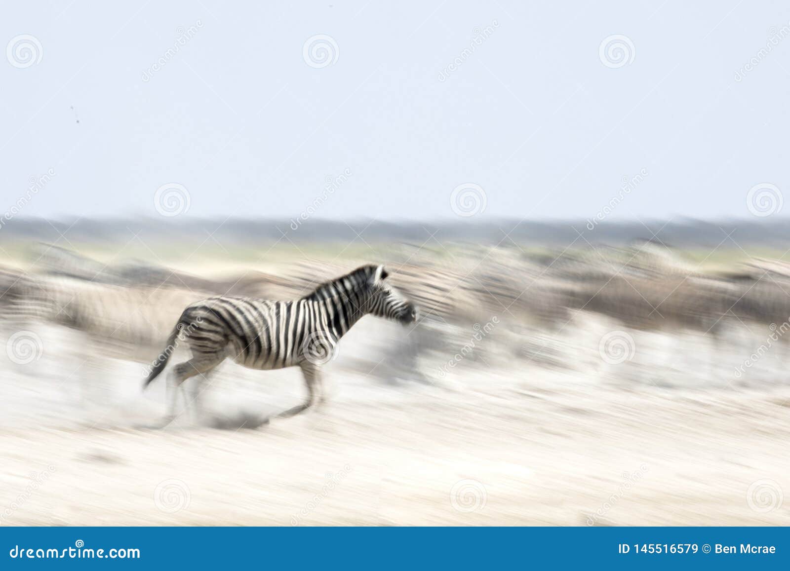 A zebra runs at speed stock image. Image of stripes - 145516579