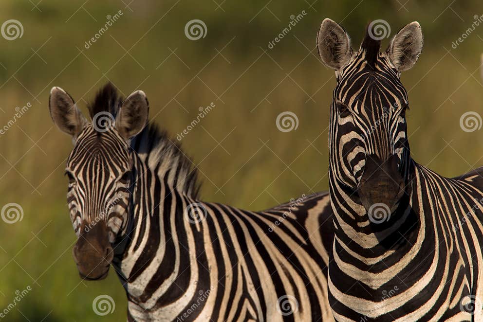 Zebras Alert Wildlife stock photo. Image of wildlife - 25359318
