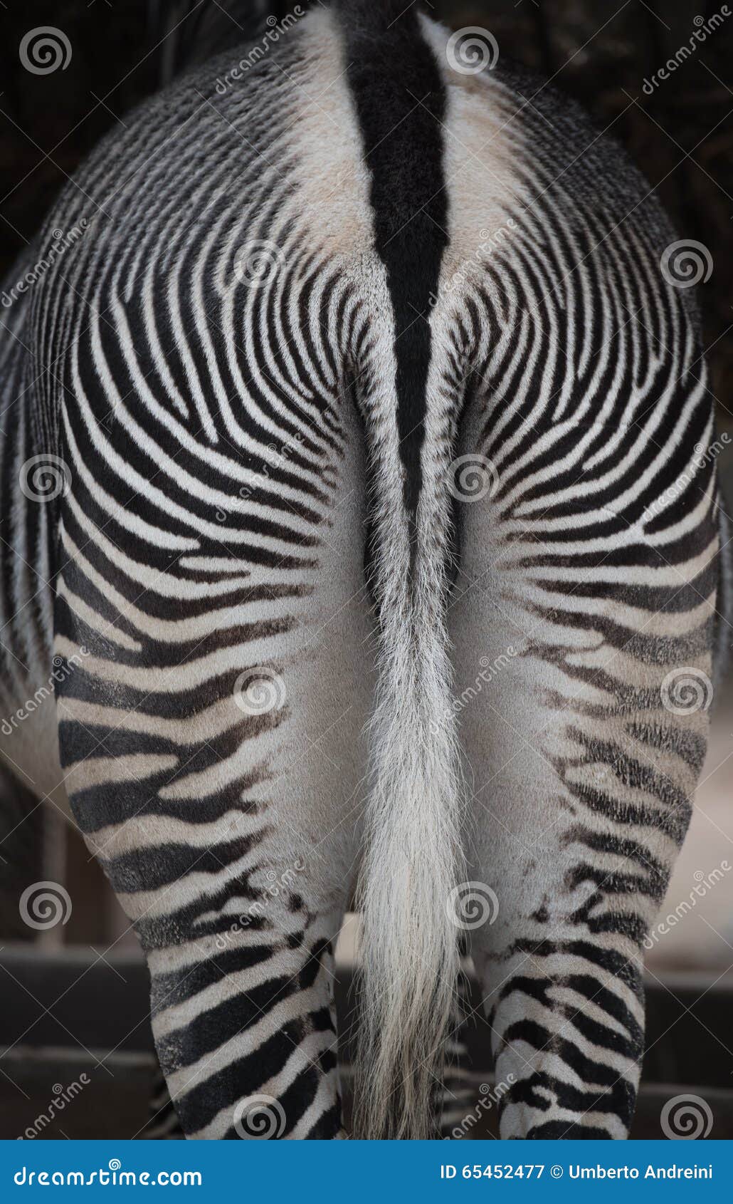 The zebra s back stock image. Image of spine, escape - 65452477