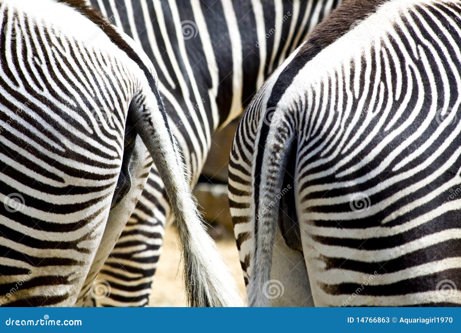 Zebra s from behind stock image. Image of zebra, profile - 14766863