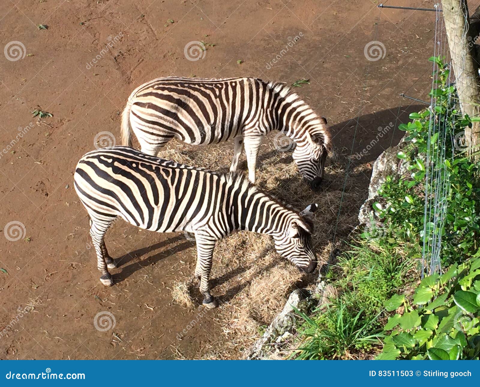 Zebra& X27;s Eating Hay Stock Image - Image of nature, ground: 83511503