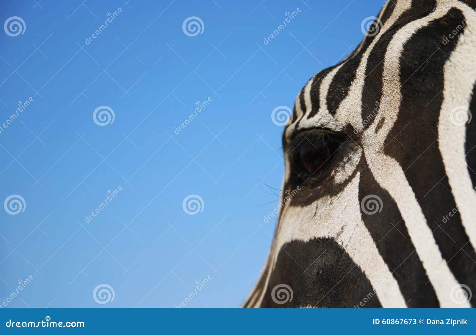Closeup of a Wild Zebras Eye Stock Image - Image of white, mammal: 60867673