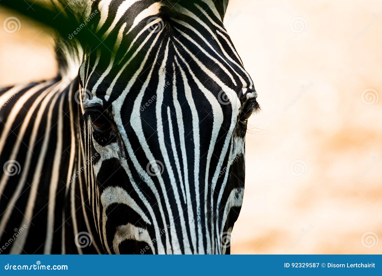Zebra`s face stock image. Image of design, black, skin - 92329587