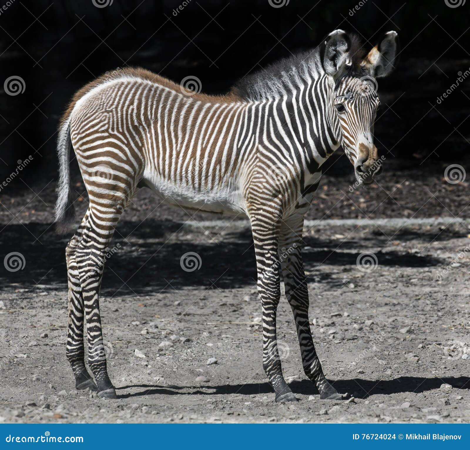 Zebra s foal 1 stock photo. Image of nice, savannah, nature - 76724024
