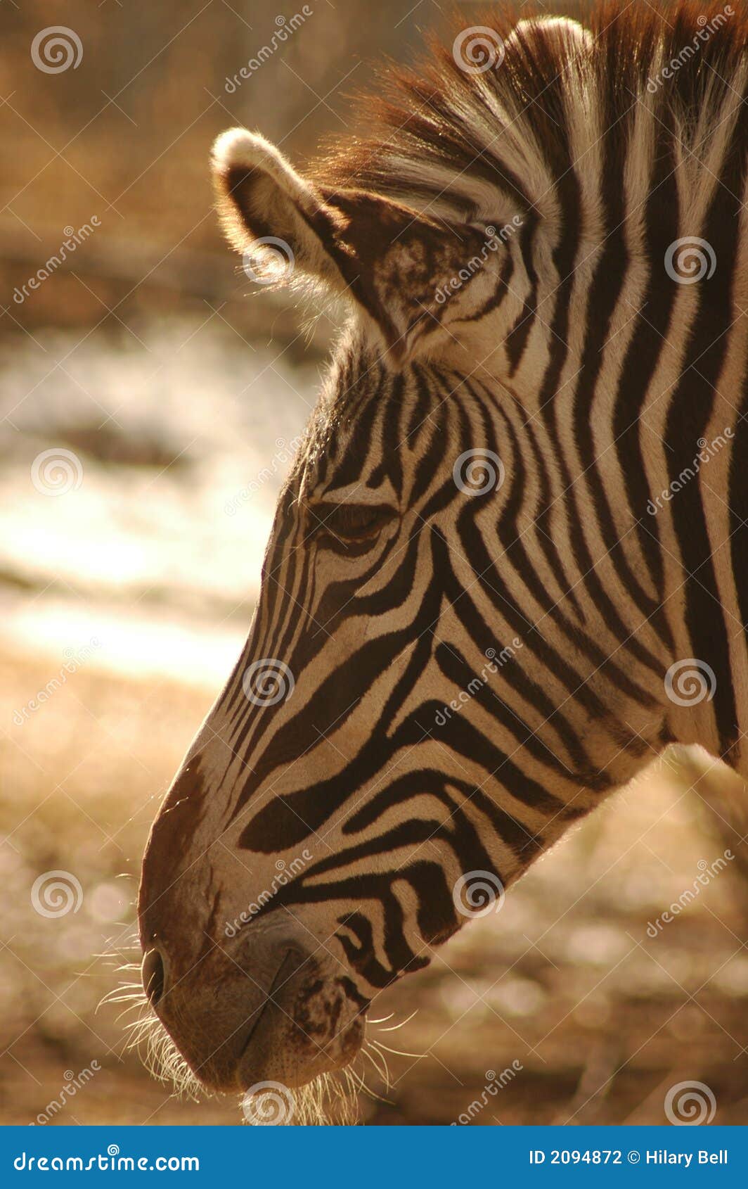 Zebra s Head stock photo. Image of zebra, africa, savannah - 2094872