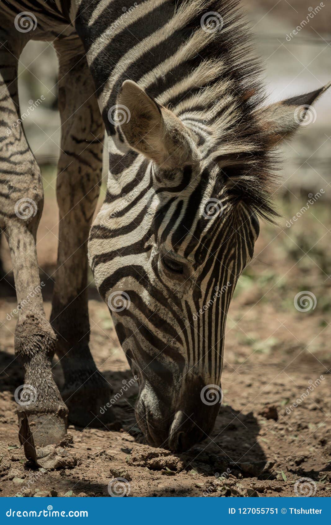 Zebra`s head stock image. Image of adult, savanna, mouth - 127055751
