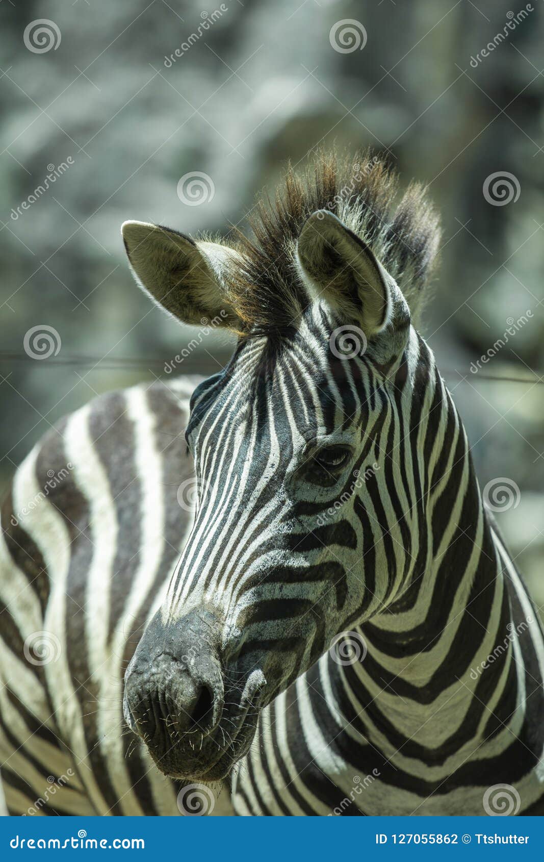 Zebra`s head stock photo. Image of ground, neck, nose - 127055862