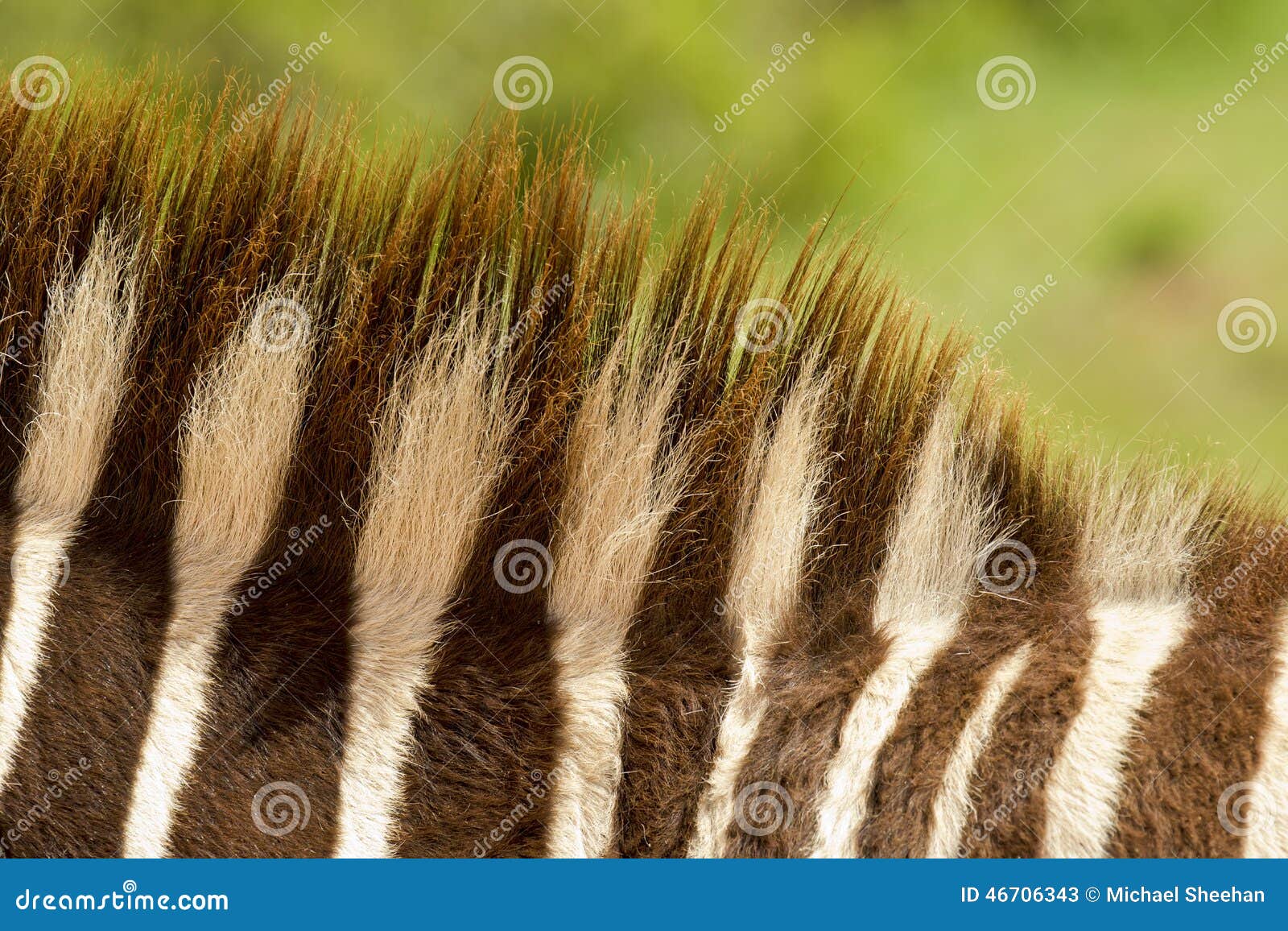 Zebra s mane stock image. Image of park, black, herbivore - 46706343