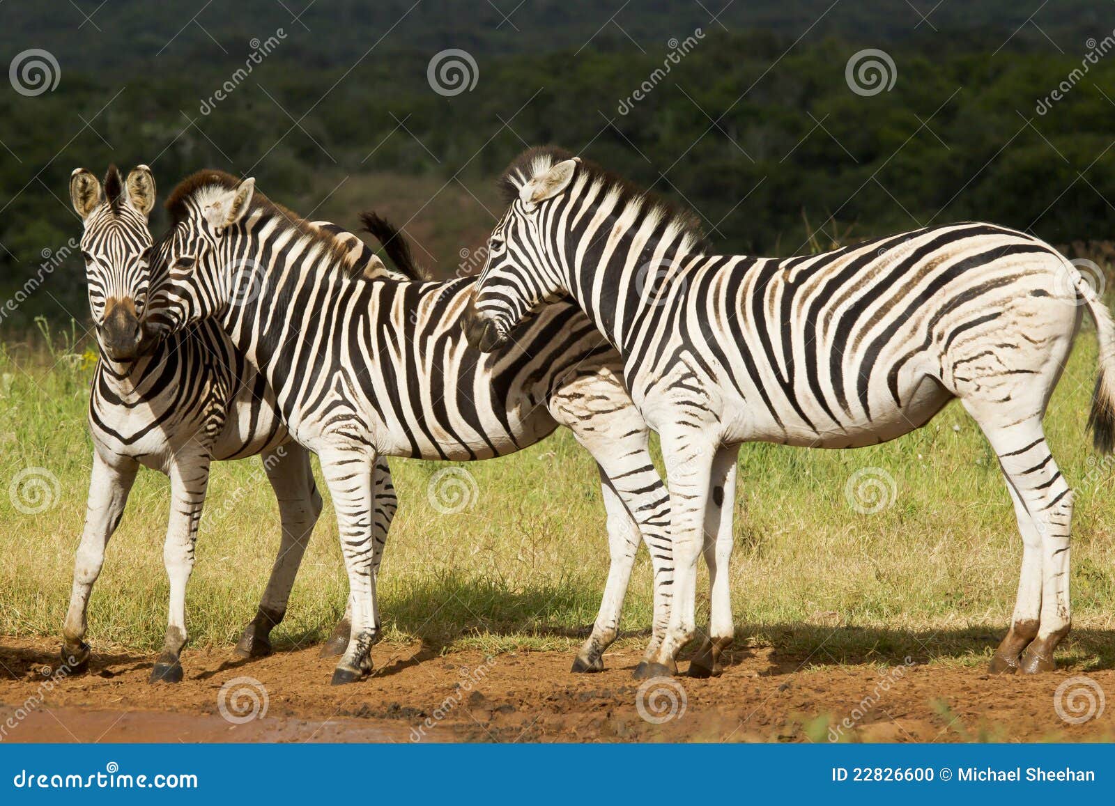 Zebra s playing stock photo. Image of look, ears, parks - 22826600